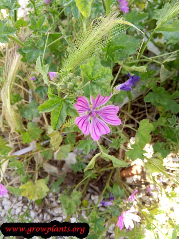 Malva sylvestris - How to grow & care