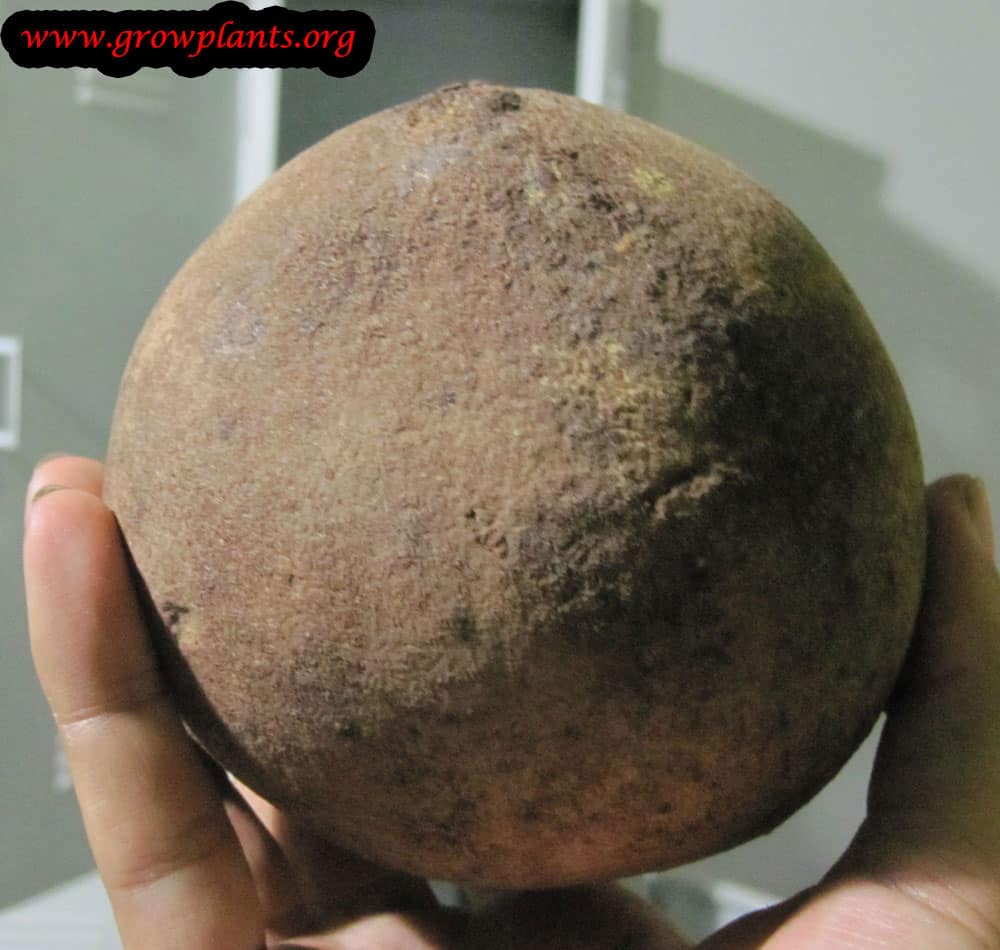 Mammea americana - How to grow & care