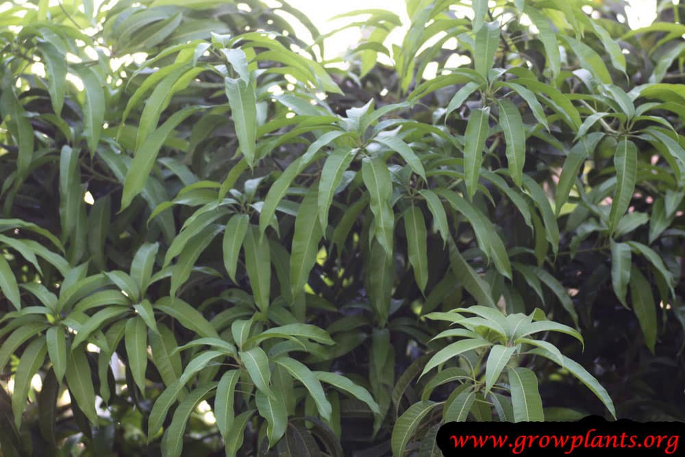 Mango tree - How to grow & care
