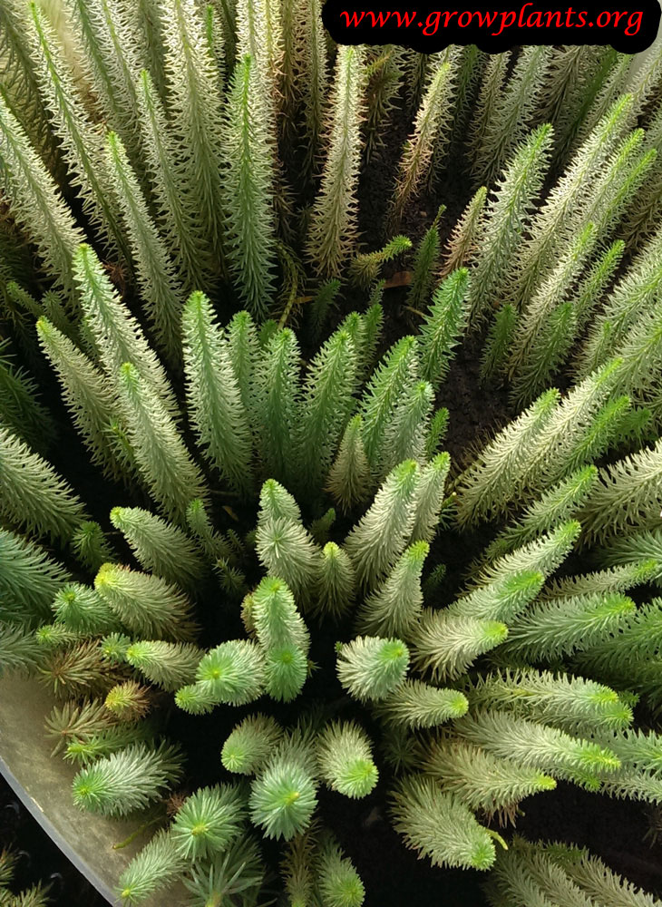 Mare's tail - How to grow & care