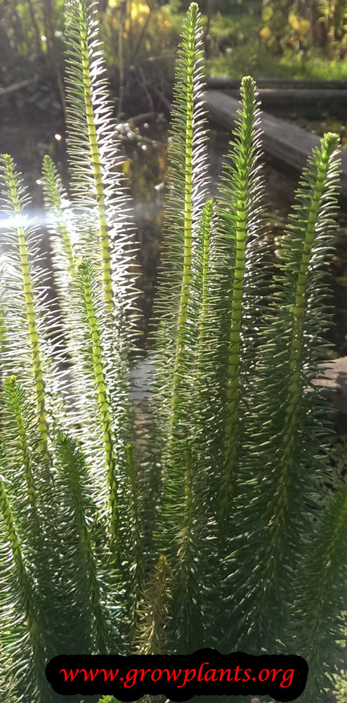 Mare's tail - How to grow & care