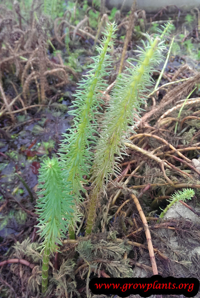 Mare's tail - How to grow & care