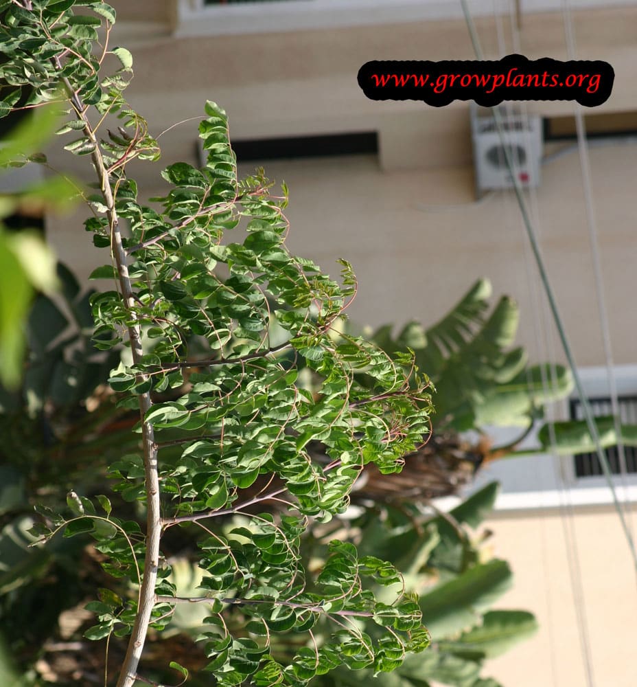 Marula tree - How to grow & care