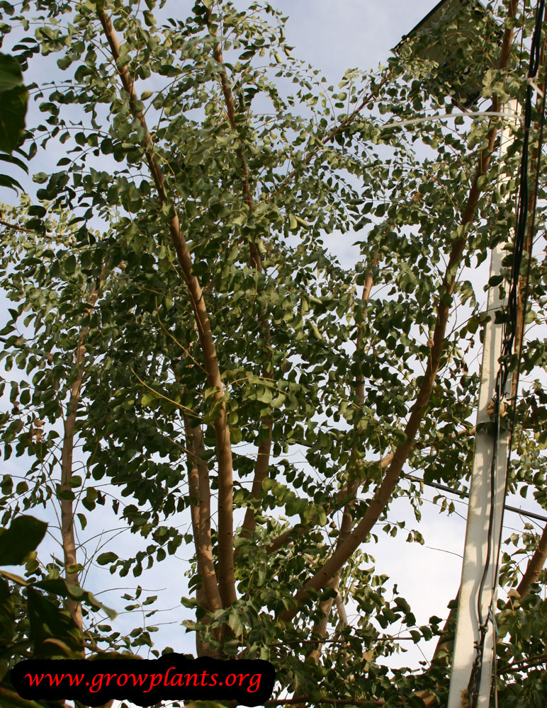 Marula tree - How to grow & care