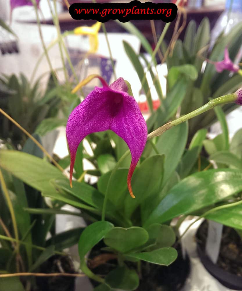 Masdevallia - How to grow & care