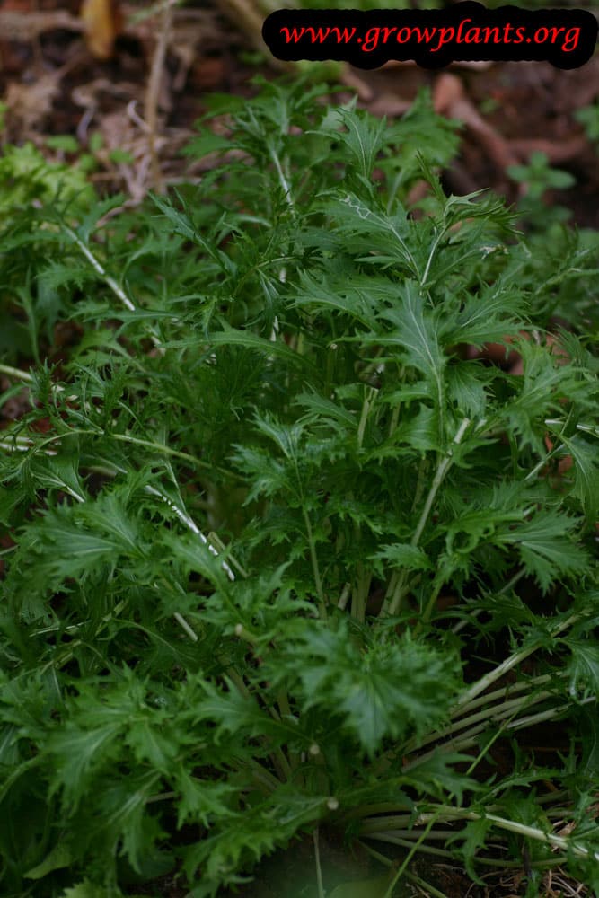 Mizuna - How to grow & care