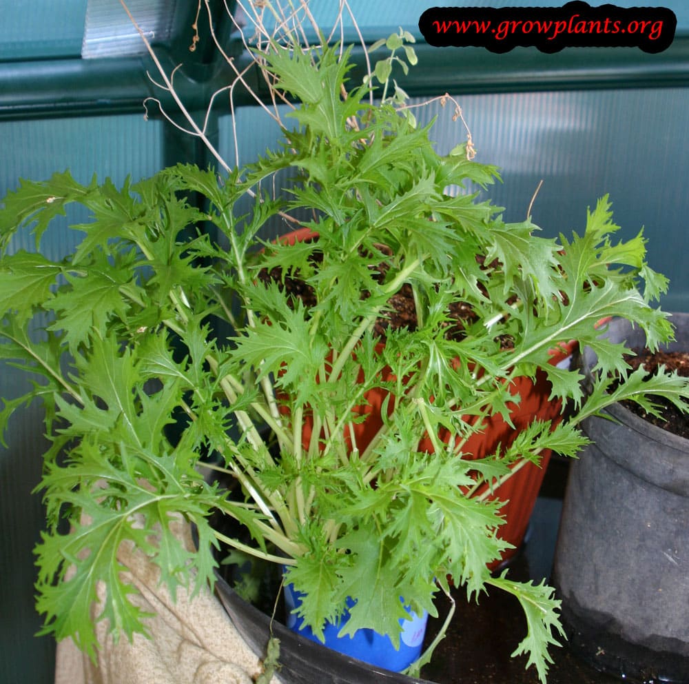 Mizuna - How to grow & care