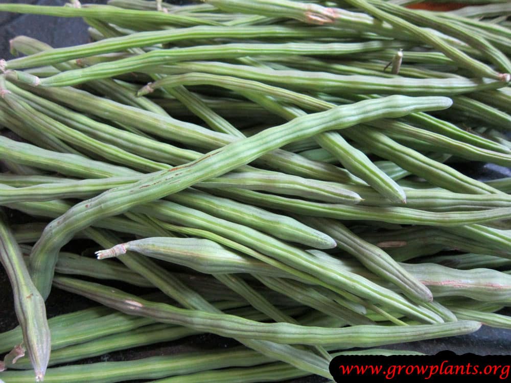 Moringa oleifera - How to grow & care