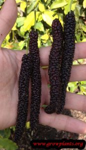 Morus macroura - How to grow & care