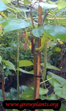 Morus macroura - How to grow & care