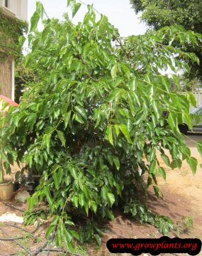 Morus macroura - How to grow & care