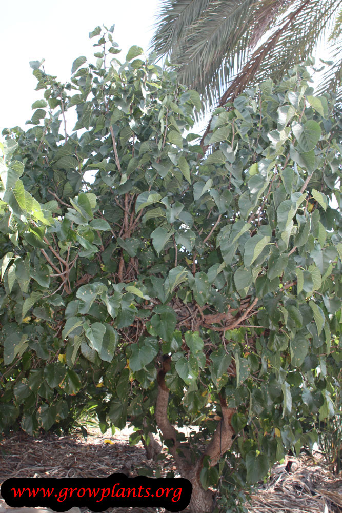 Morus nigra - How to grow & care