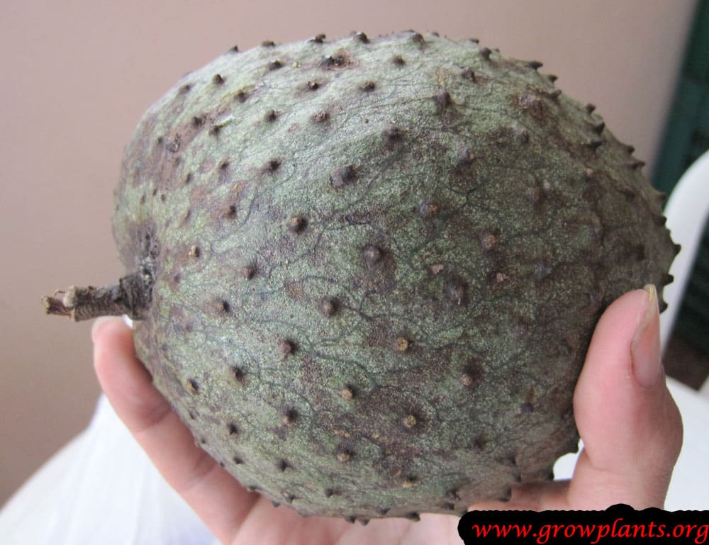 Mountain soursop - How to grow & care