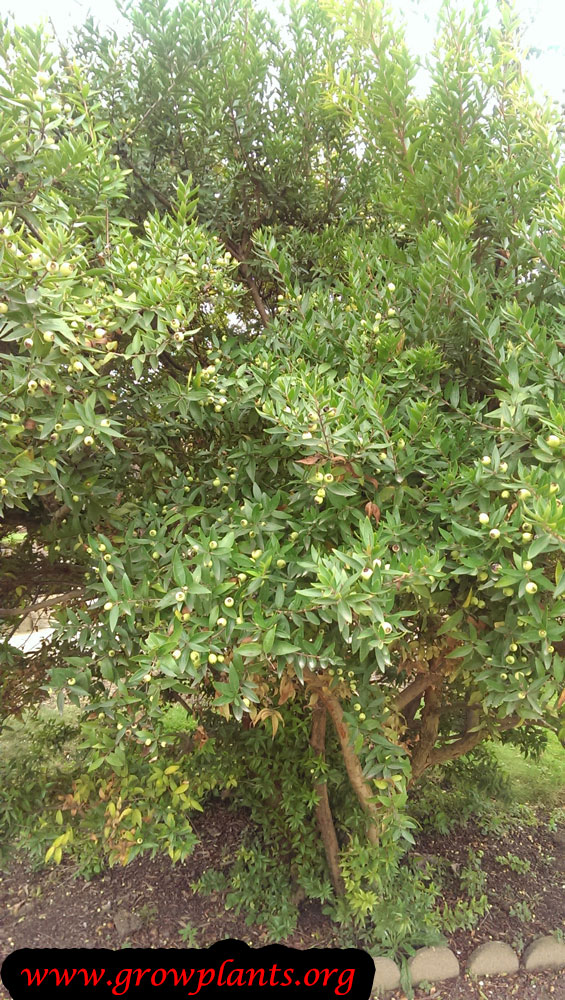 Myrtus communis - How to grow & care