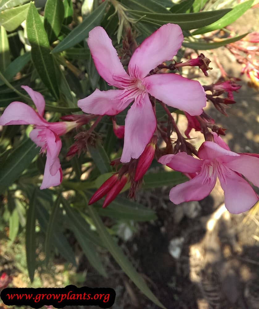 Nerium oleander - How to grow & care