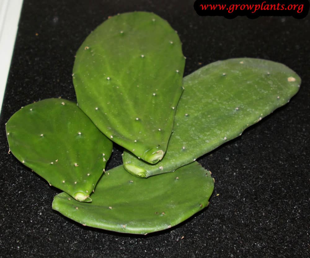 Nopal - How to grow & care