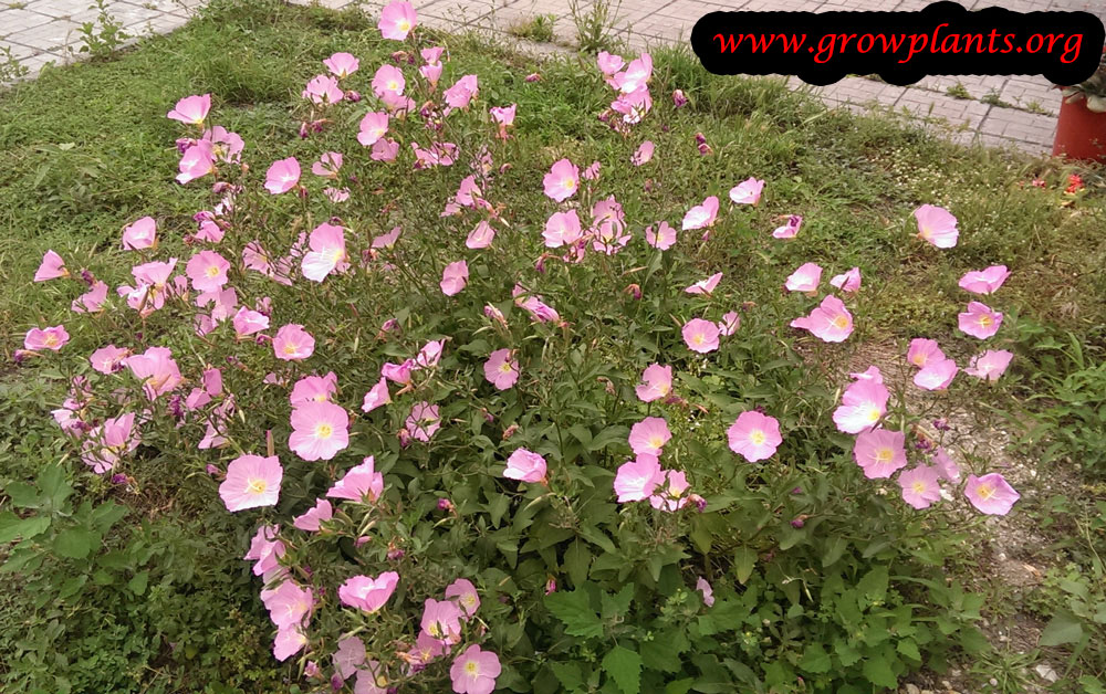 Oenothera speciosa - How to grow & care