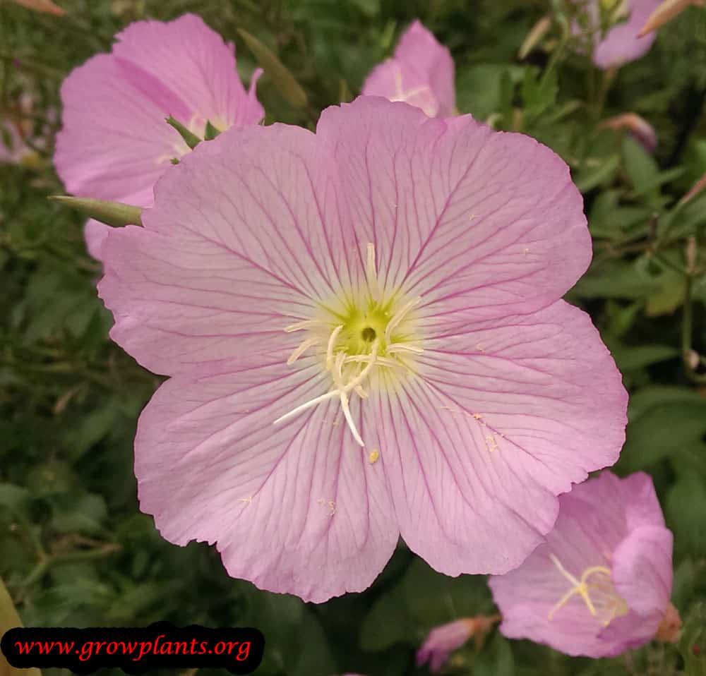 Oenothera speciosa - How to grow & care