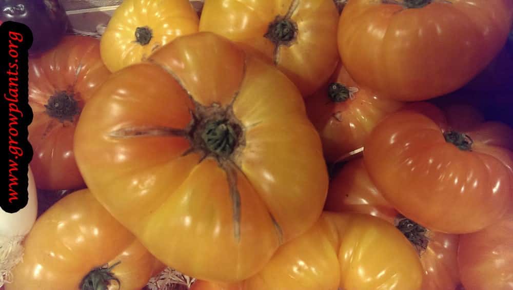 Orange tomato - How to grow & care