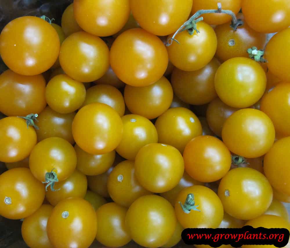 Orange tomato - How to grow & care