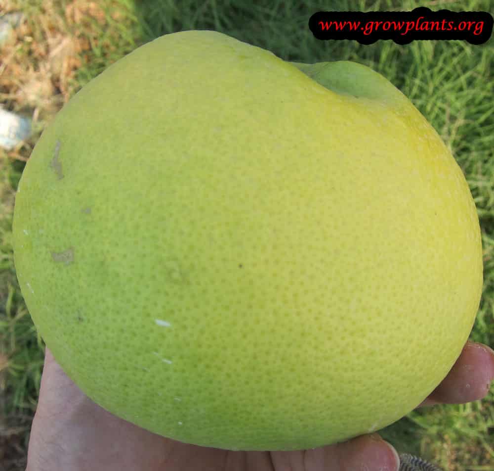 Oroblanco tree - How to grow & care