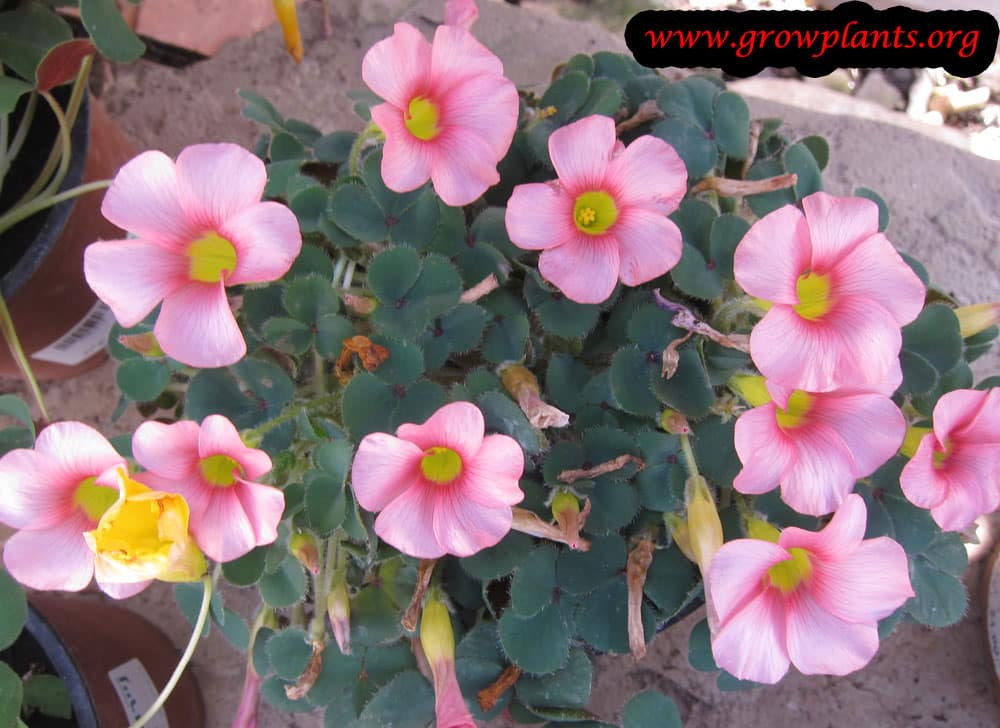 Oxalis - How to grow & care