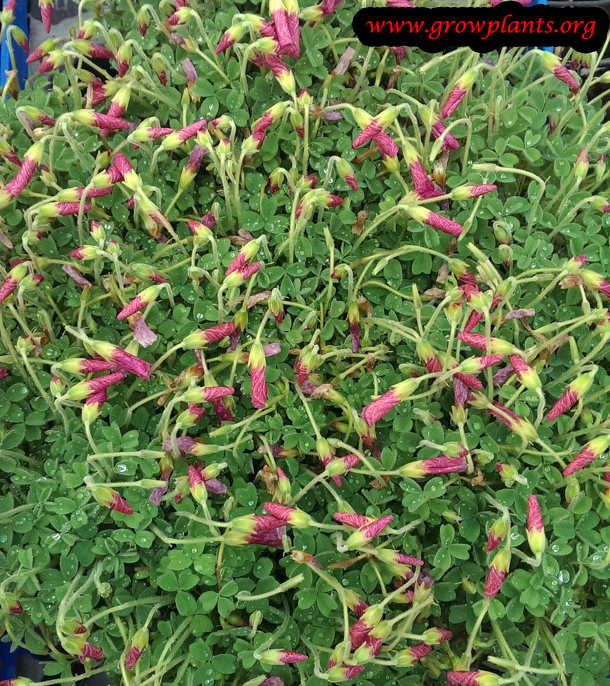 Oxalis - How to grow & care
