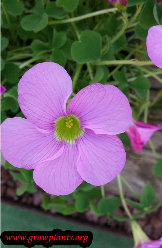 Oxalis - How to grow & care