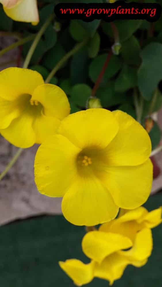 Oxalis - How to grow & care