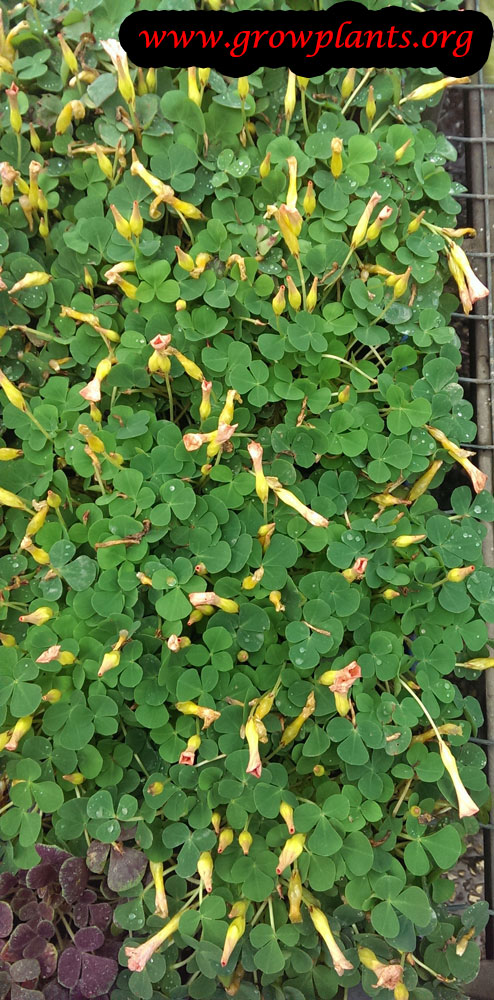 Oxalis - How to grow & care