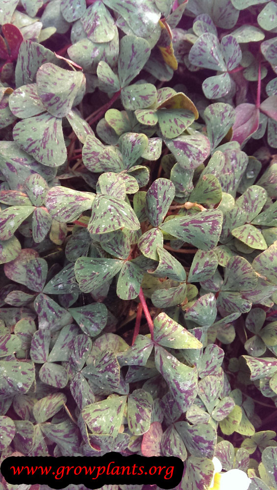 Oxalis - How to grow & care