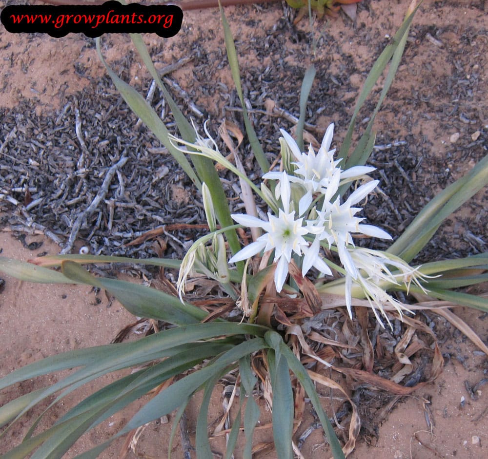 Pancratium maritimum - How to grow & care