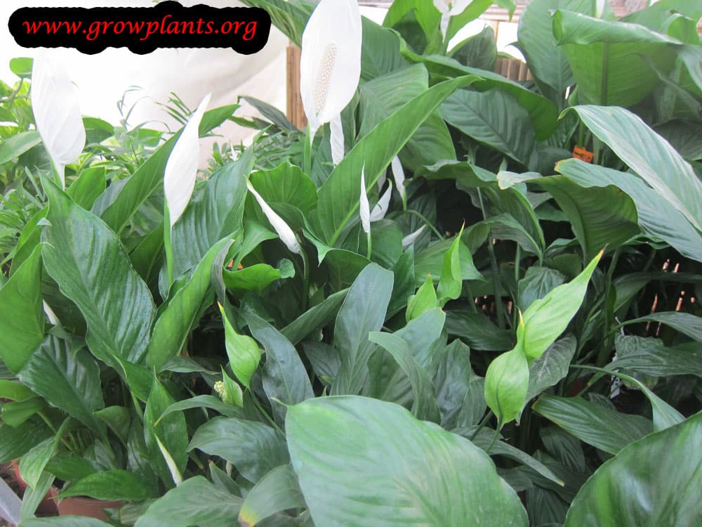 Peace lily - How to grow & care