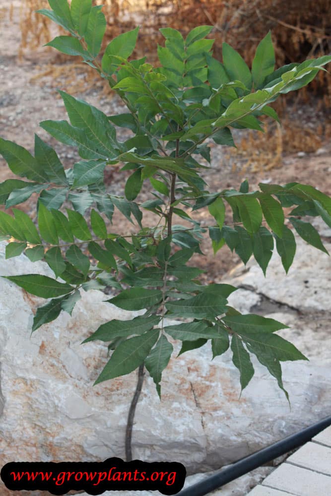 Pecan tree - How to grow & care