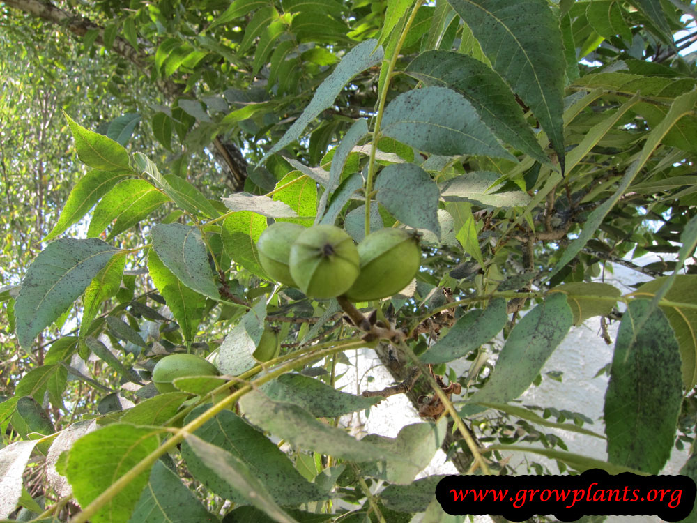 Pecan tree - How to grow & care
