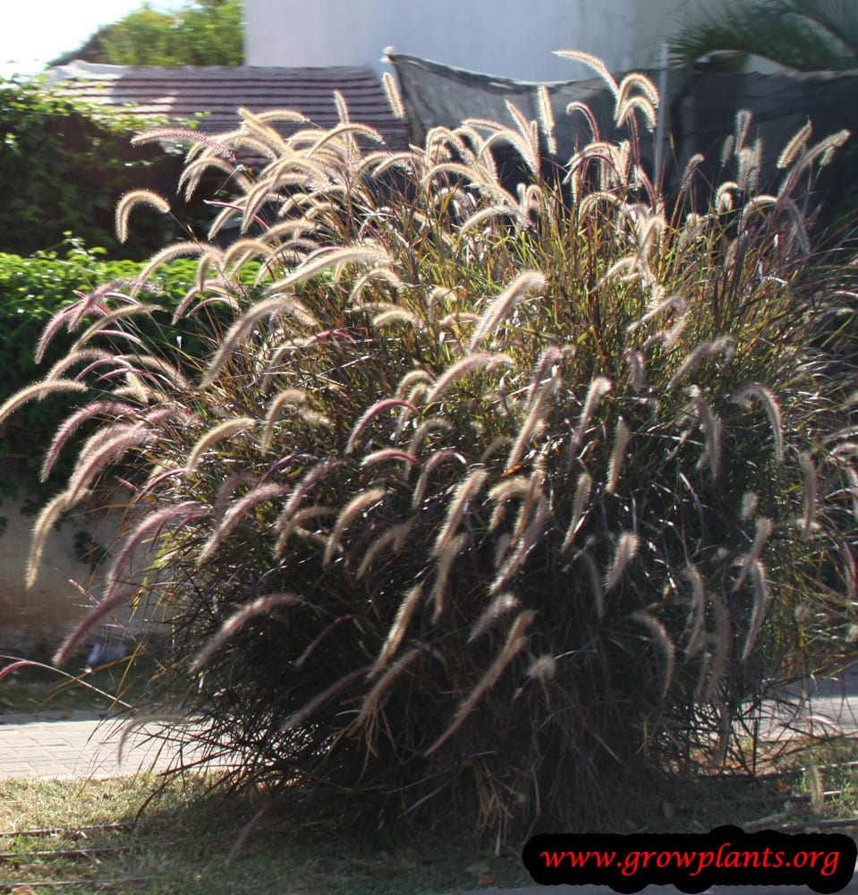 Pennisetum setaceum - How to grow plants