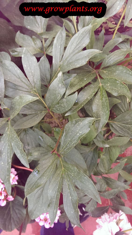 Peony - How to grow & care