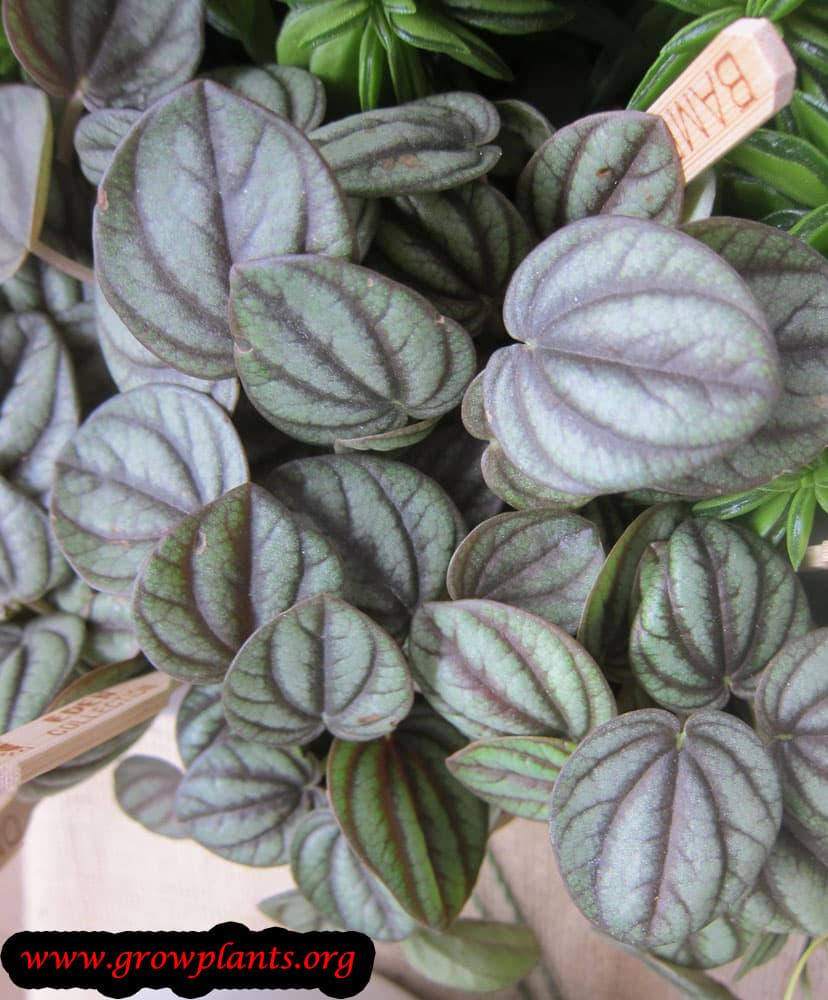 Peperomia - How to grow & care