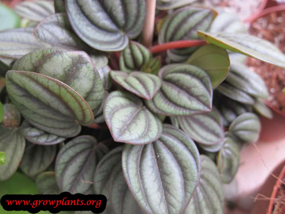 Peperomia - How to grow & care