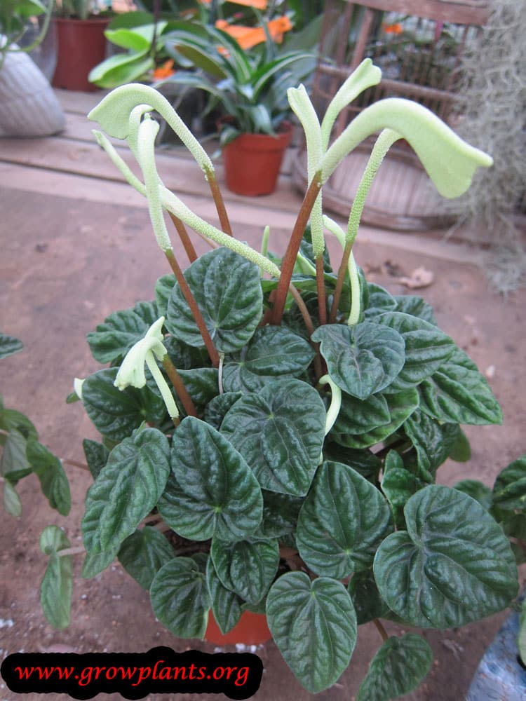 Peperomia caperata - How to grow & care