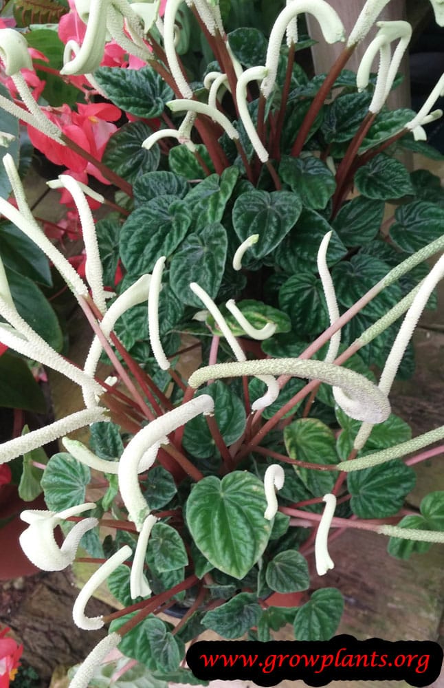 Peperomia caperata - How to grow & care