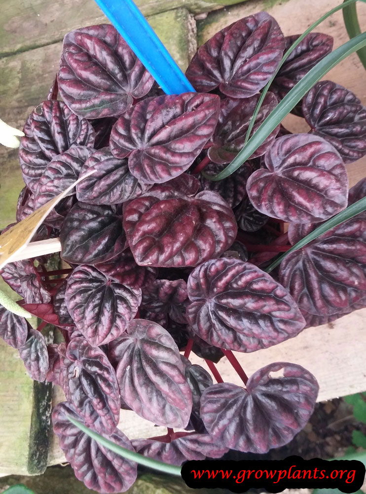 Peperomia caperata - How to grow & care