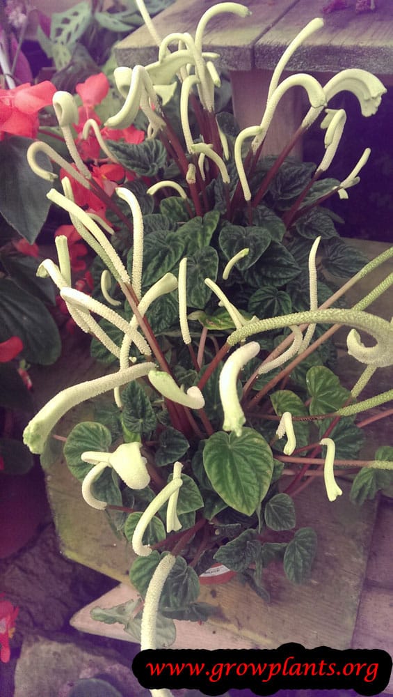 Peperomia caperata - How to grow & care