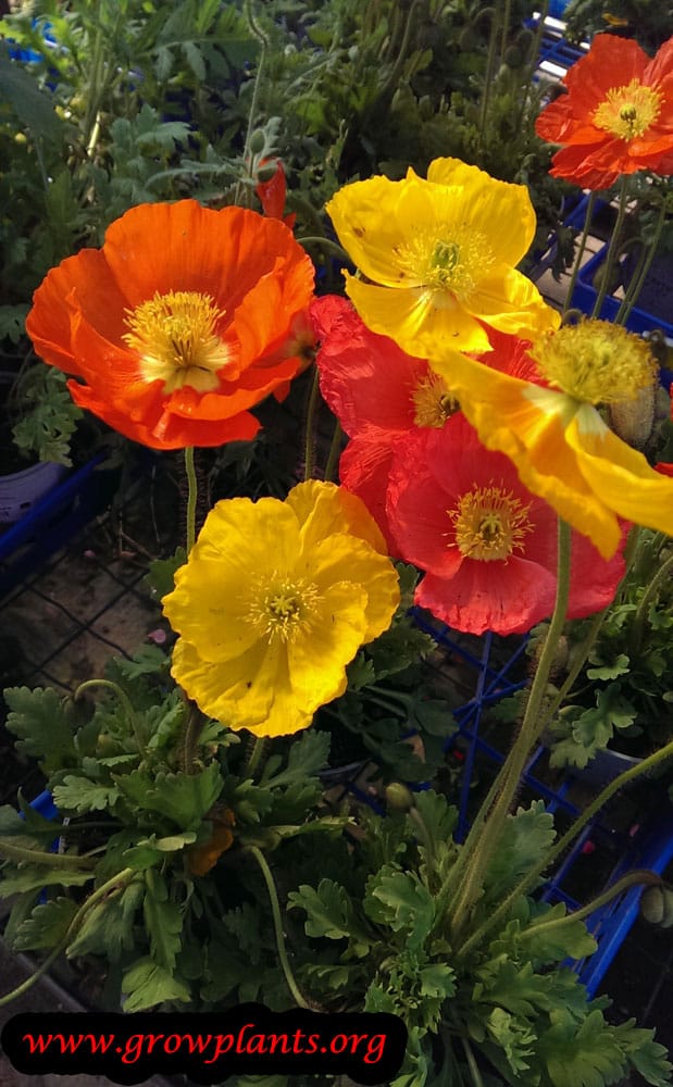 Persian buttercup - How to grow & care