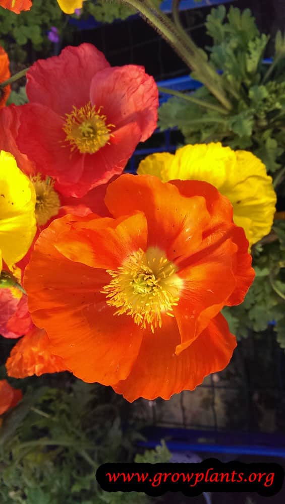 Persian buttercup - How to grow & care