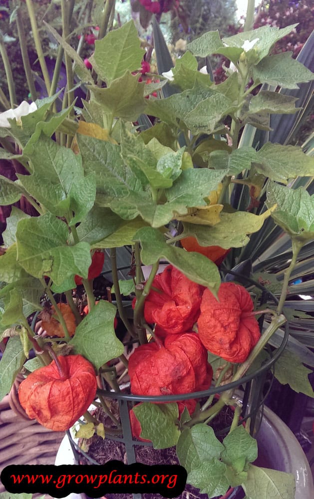 Physalis alkekengi - How to grow & care
