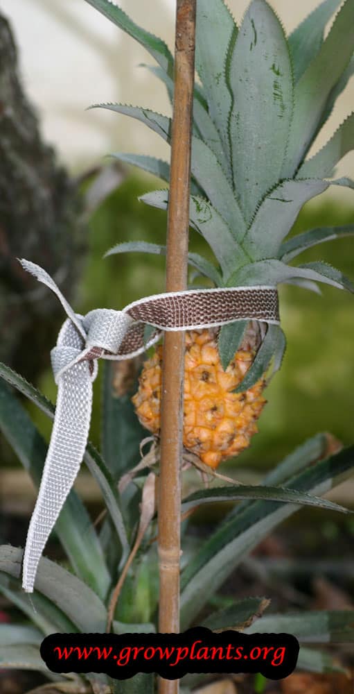 Pineapple plant - How to grow & care