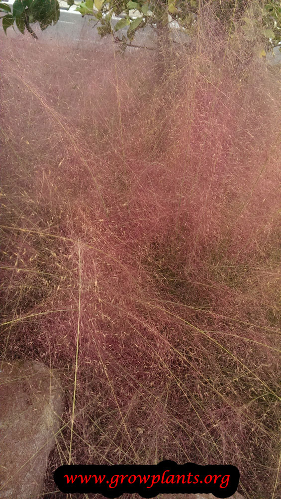 Pink Muhly Grass How To Grow And Care