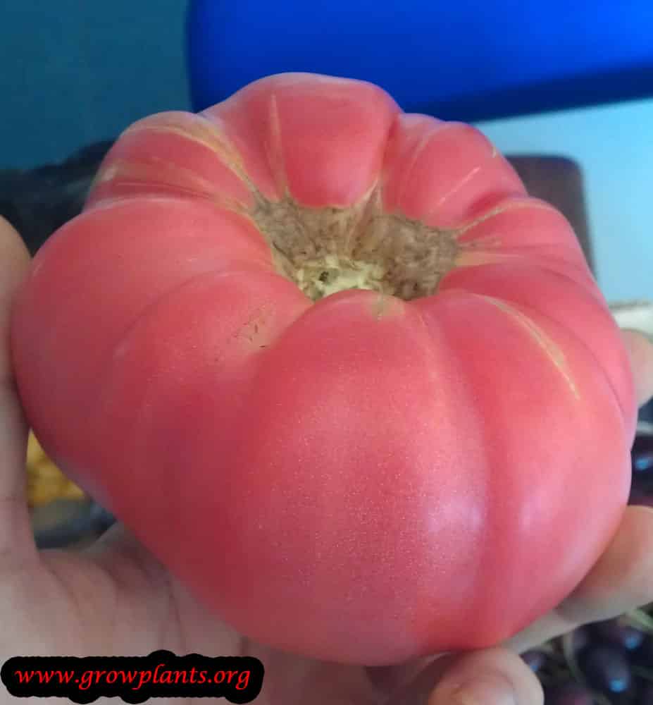 Pink tomato - How to grow & care