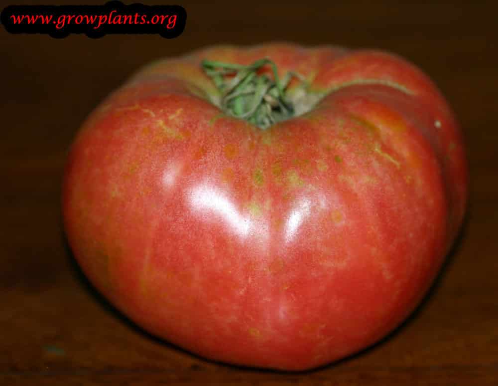Pink tomato - How to grow & care